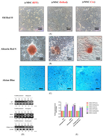 Differentiation Capacity of Bone Marrow-Derived Rat Mesenchymal Stem ...
