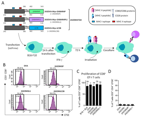 Cells | Free Full-Text | The ATG8 Family Proteins GABARAP and GABARAPL1 ...