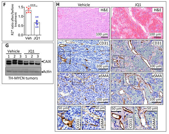 The BET Protein Inhibitor JQ1 Decreases Hypoxia and Improves the ...