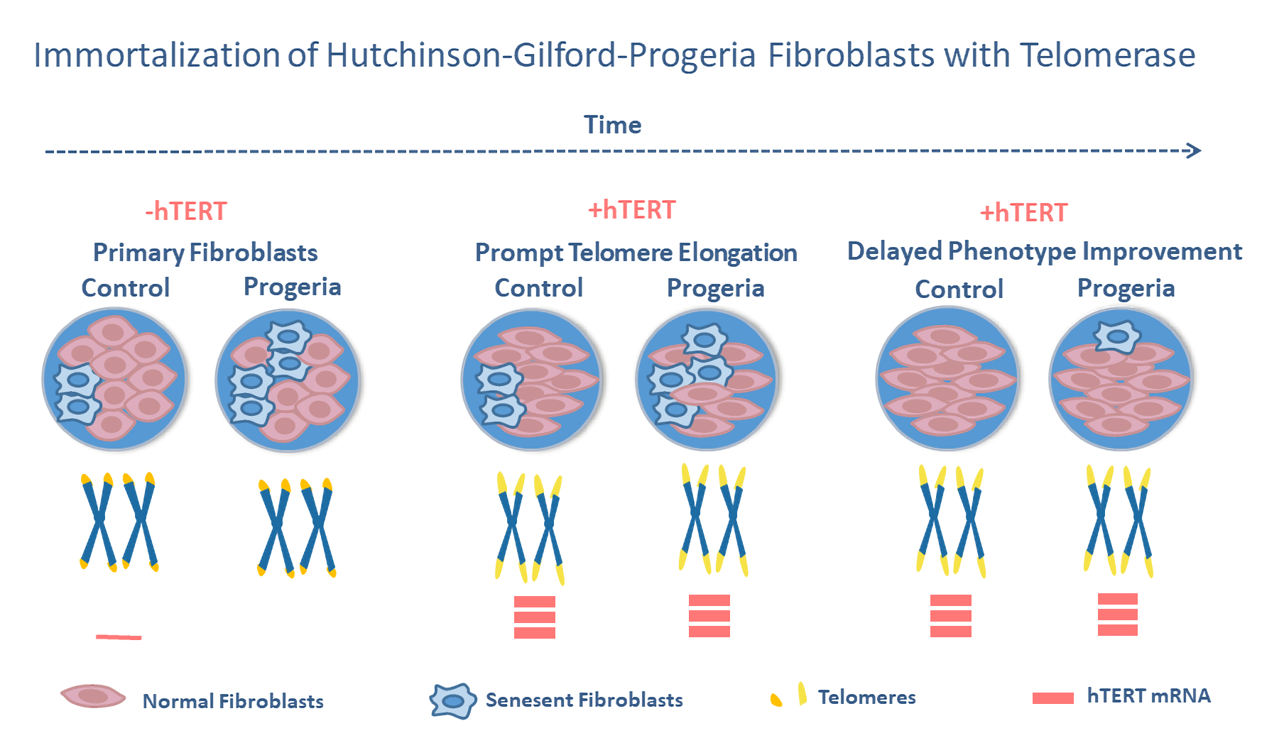 Cells | Free Full-Text | Establishment and Characterization of hTERT ...