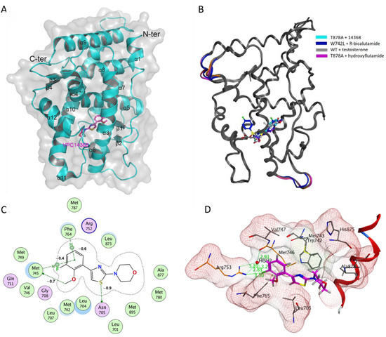Structure-Based Study to Overcome Cross-Reactivity of Novel Androgen ...