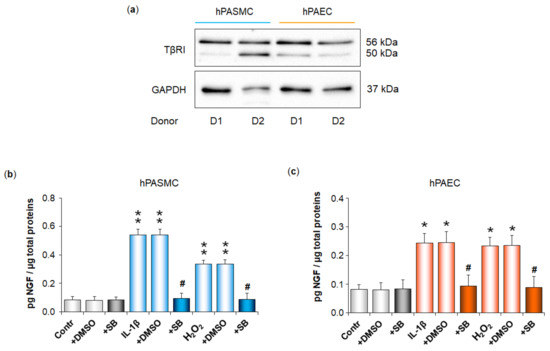 Inflammation and Oxidative Stress Induce NGF Secretion by Pulmonary ...