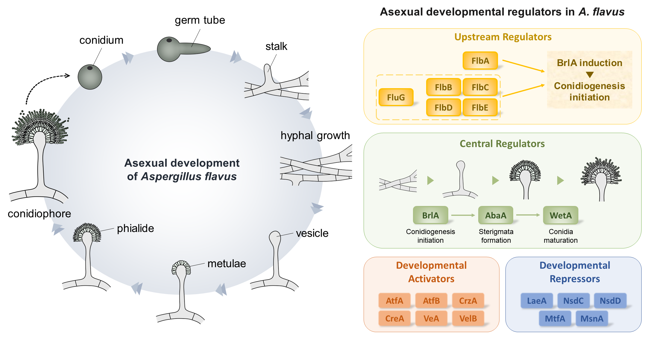 Cells | Free Full-Text | Regulation of Conidiogenesis in Aspergillus flavus Cells | Free Full-Text | Regulation of Conidiogenesis in Aspergillus flavus
