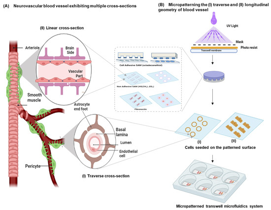 Micropatterned Neurovascular Interface to Mimic the Blood–Brain Barrier ...
