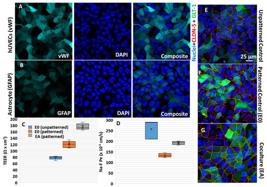 Micropatterned Neurovascular Interface to Mimic the Blood–Brain Barrier ...