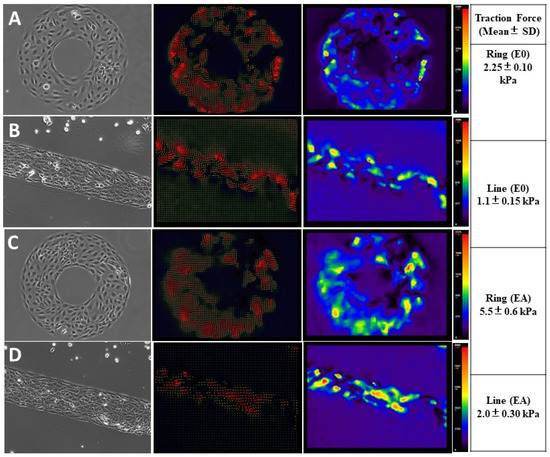 Micropatterned Neurovascular Interface to Mimic the Blood–Brain Barrier ...