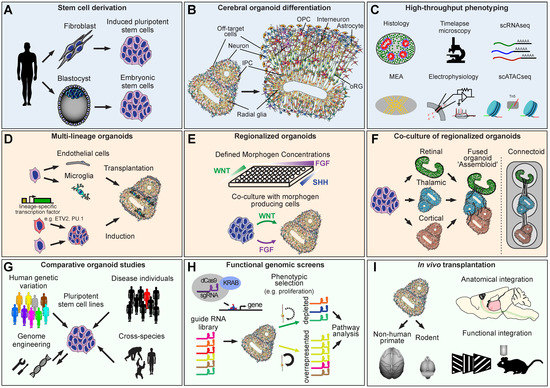 Cells | Free Full-Text | Cerebral Organoids as an Experimental Platform ...