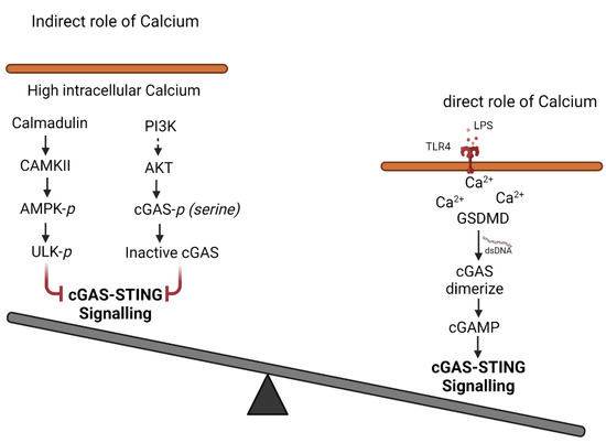 Regulation of cGAS Activity and Downstream Signaling