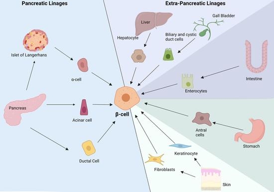 Cells | Free Full-Text | Reprogramming—Evolving Path to Functional ...