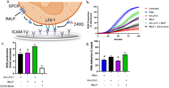 Cells | Free Full-Text | β2-Integrin Adhesive Bond Tension under Shear ...