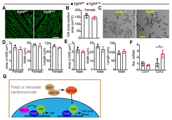 Depletion of VGLL4 Causes Perinatal Lethality without Affecting Myocardial Development
