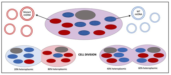 Mitochondrial Genome Variants as a Cause of Mitochondrial Cardiomyopathy