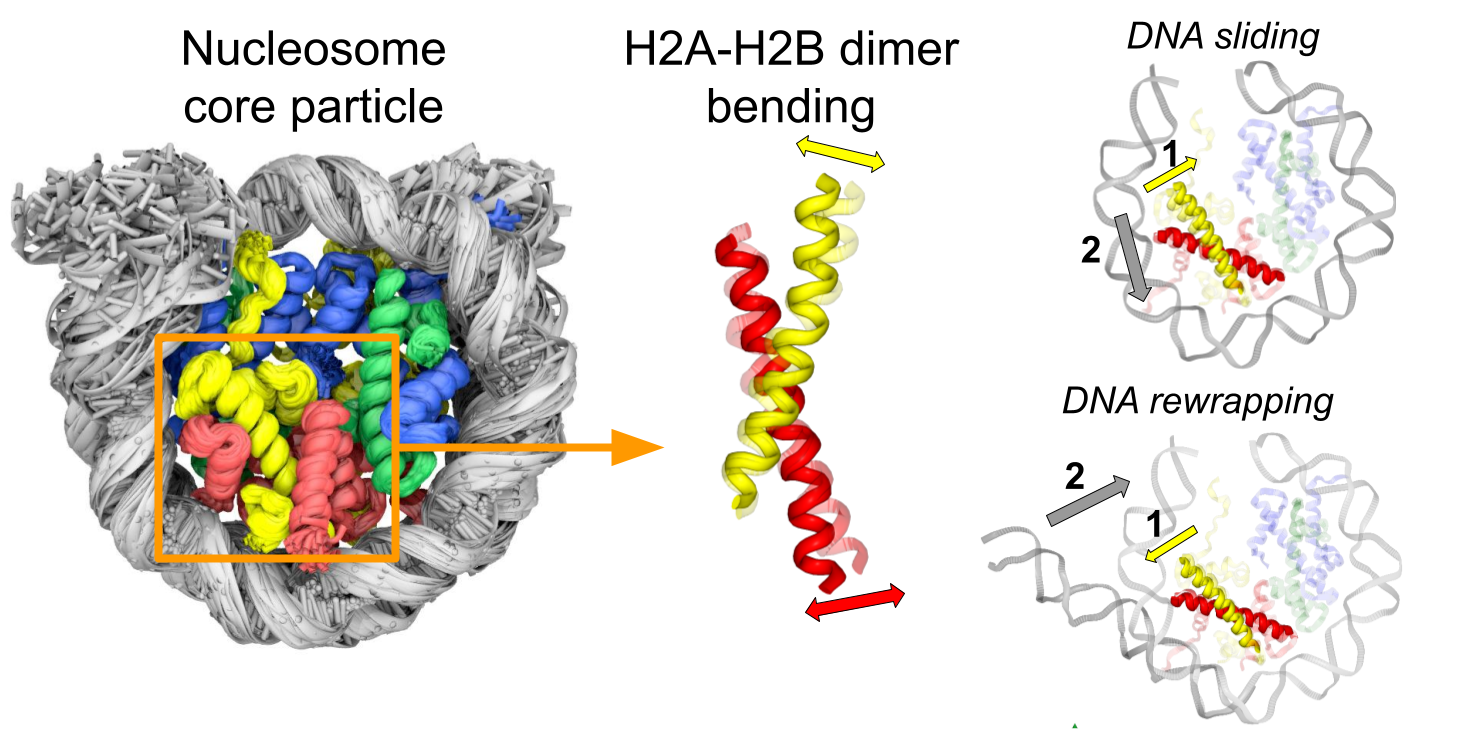 Cells | Free Full-Text | H2A-H2B Histone Dimer Plasticity and Its ...
