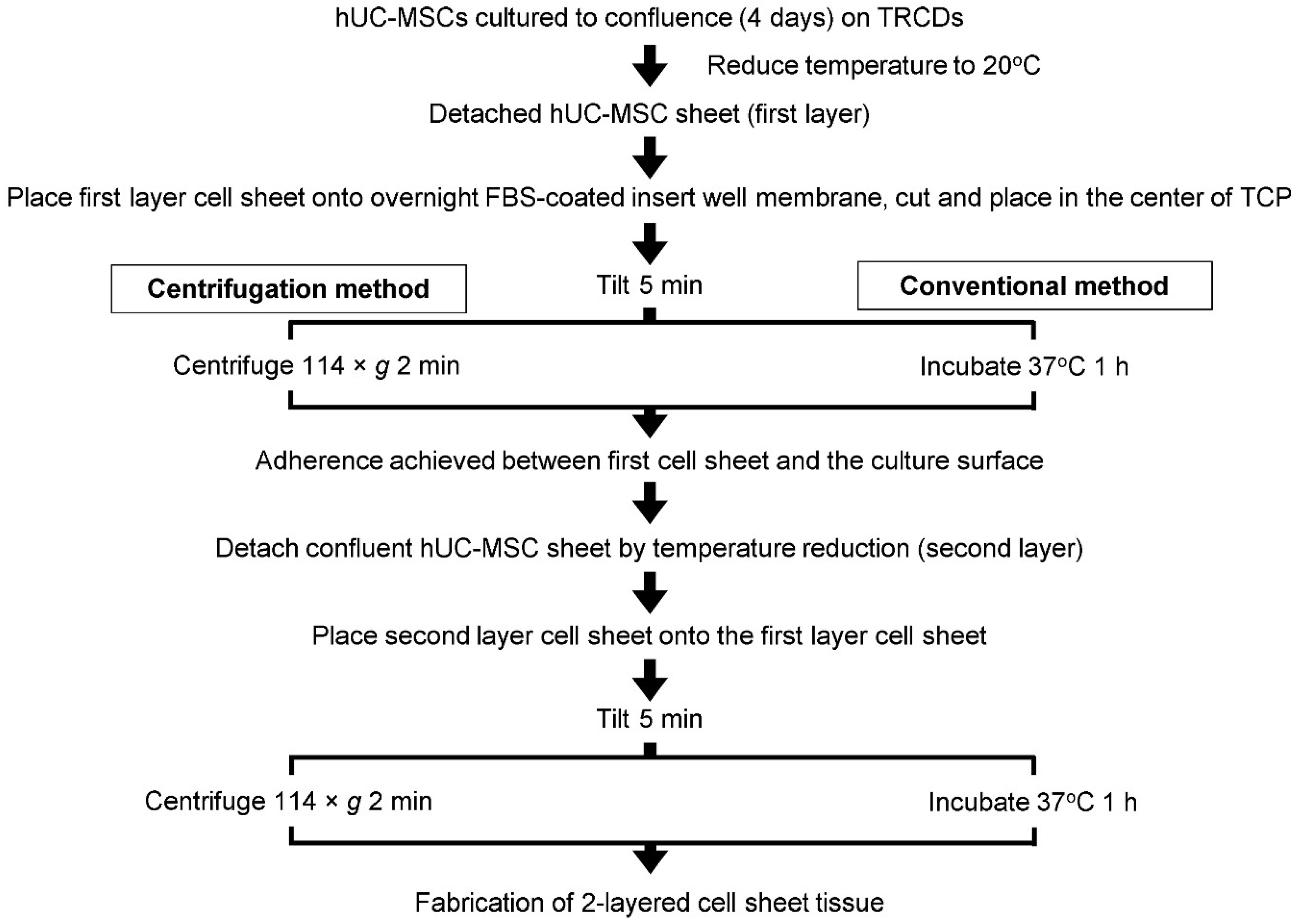 Mesenchymal Stem Cell Sheet Centrifuge-Assisted Layering Augments Pro ...