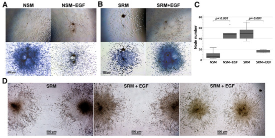 Cells | Free Full-Text | Enteric Neural Network Assembly Was Promoted ...