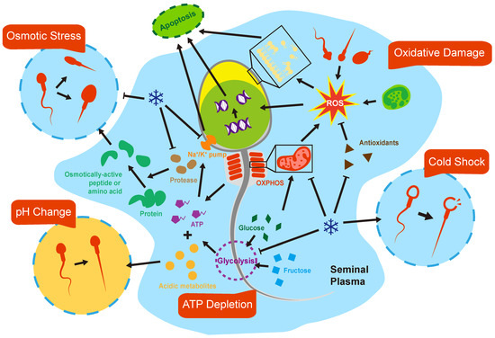 Extend the Survival of Human Sperm In Vitro in Non-Freezing Conditions ...