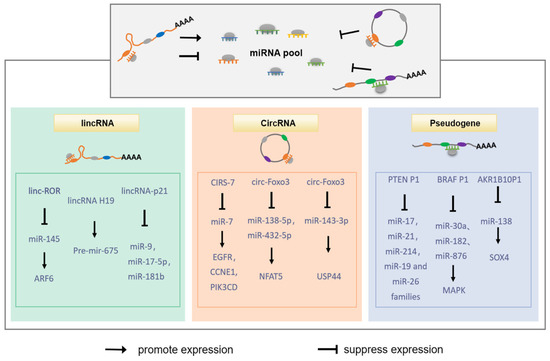 Cells | Free Full-Text | Mechanisms Controlling MicroRNA Expression in ...