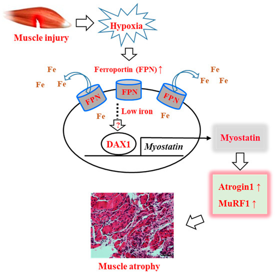 A Novel Muscle Atrophy Mechanism: Myocyte Degeneration Due to ...