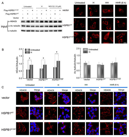 Cells | Free Full-Text | A Charcot-Marie-Tooth-Causing Mutation in ...
