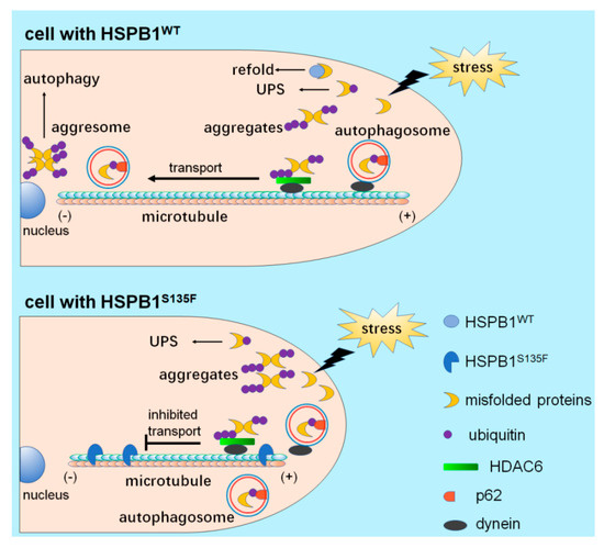 Cells | Free Full-Text | A Charcot-Marie-Tooth-Causing Mutation in ...