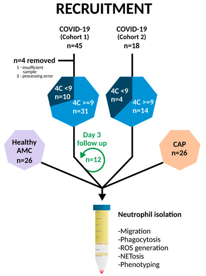 Cells | Free Full-Text | Dysregulated Neutrophil Phenotype and Function ...