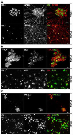 Cells | September-2 2022 - Browse Articles