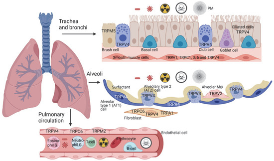 Transient Receptor Potential (TRP) Channels in Airway Toxicity and ...