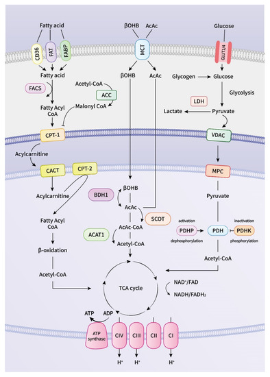 Disturbed Cardiac Metabolism Triggers Atrial Arrhythmogenesis in ...