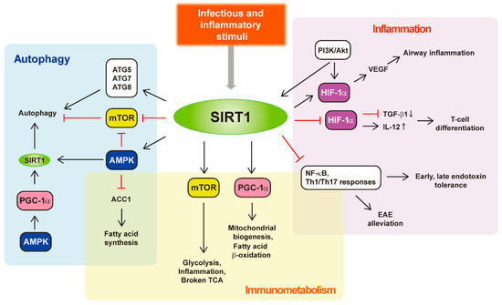 Cells | Free Full-Text | Sirtuin 1 in Host Defense during Infection