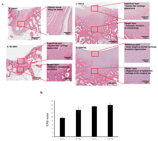 PPARδ Agonist Promotes Type II Cartilage Formation in a Rabbit ...