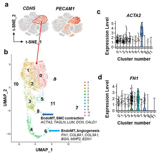 Endothelial-to-Mesenchymal Transition in Atherosclerosis: Friend or Foe?