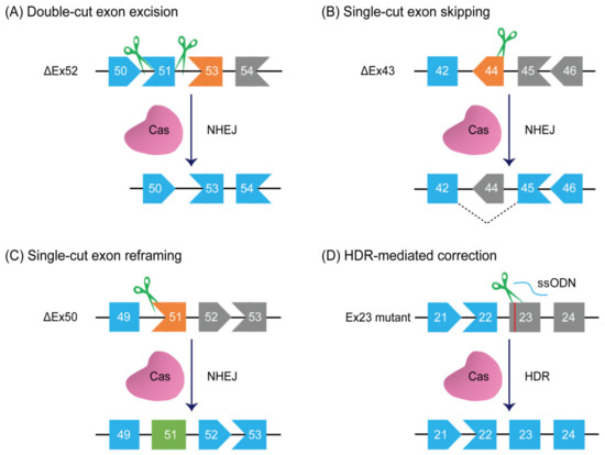 Cells | Free Full-Text | CRISPR-Based Therapeutic Gene Editing for ...