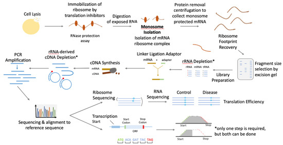 Cells | Free Full-Text | Tracing Translational Footprint by Ribo-Seq: Principle, Workflow, and ...