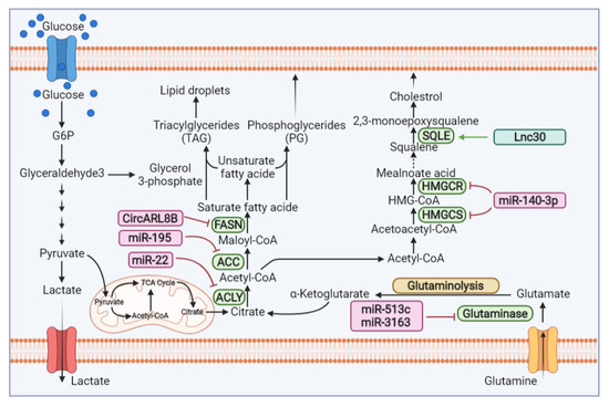 Metabolic Pathways in Breast Cancer Reprograming: An Insight to Non-Coding RNAs