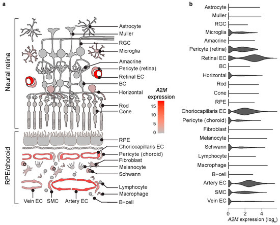 Retinal Pigment Epithelium-Secreted VEGF-A Induces Alpha-2 ...