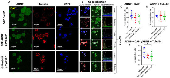 Distinct Impairments Characterizing Different ADNP Mutants Reveal ...