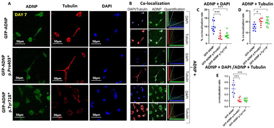 Distinct Impairments Characterizing Different ADNP Mutants Reveal ...