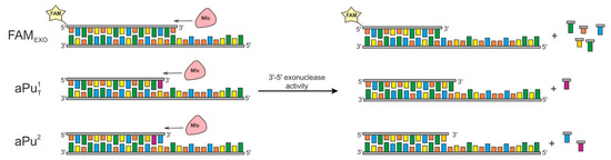 The Kinetic Mechanism of 3′-5′ Exonucleolytic Activity of AP ...