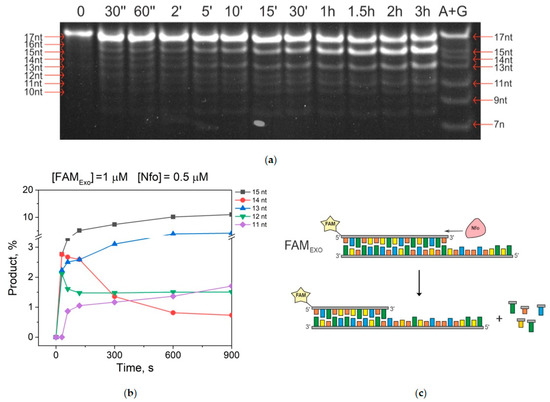 The Kinetic Mechanism of 3′-5′ Exonucleolytic Activity of AP ...