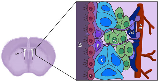 Cells | Free Full-Text | Current Understanding of the Neural Stem Cell ...