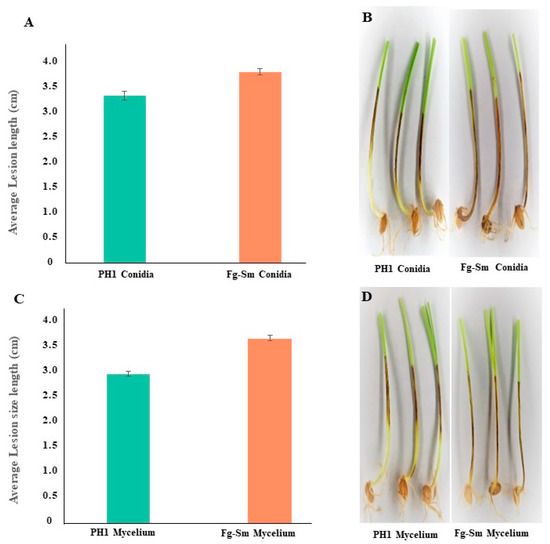 The Wheat Head Blight Pathogen Fusarium graminearum Can Recruit ...