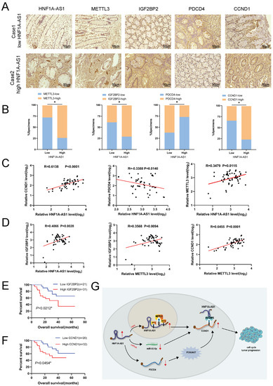 m6A Modification of Long Non-Coding RNA HNF1A-AS1 Facilitates Cell ...