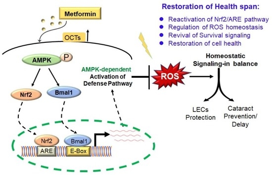 Cells | Free Full-Text | Obligatory Role of AMPK Activation and ...