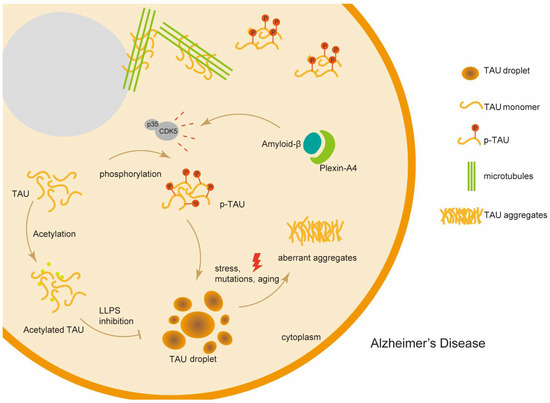 Liquid–Liquid Phase Separation of Biomacromolecules and Its Roles in ...