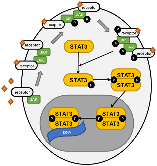 Cells | Free Full-Text | STAT3 and Its Pathways’ Dysregulation—Underestimated Role in Urological ...