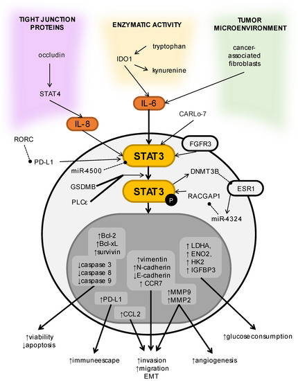 Cells | Free Full-Text | STAT3 and Its Pathways’ Dysregulation ...