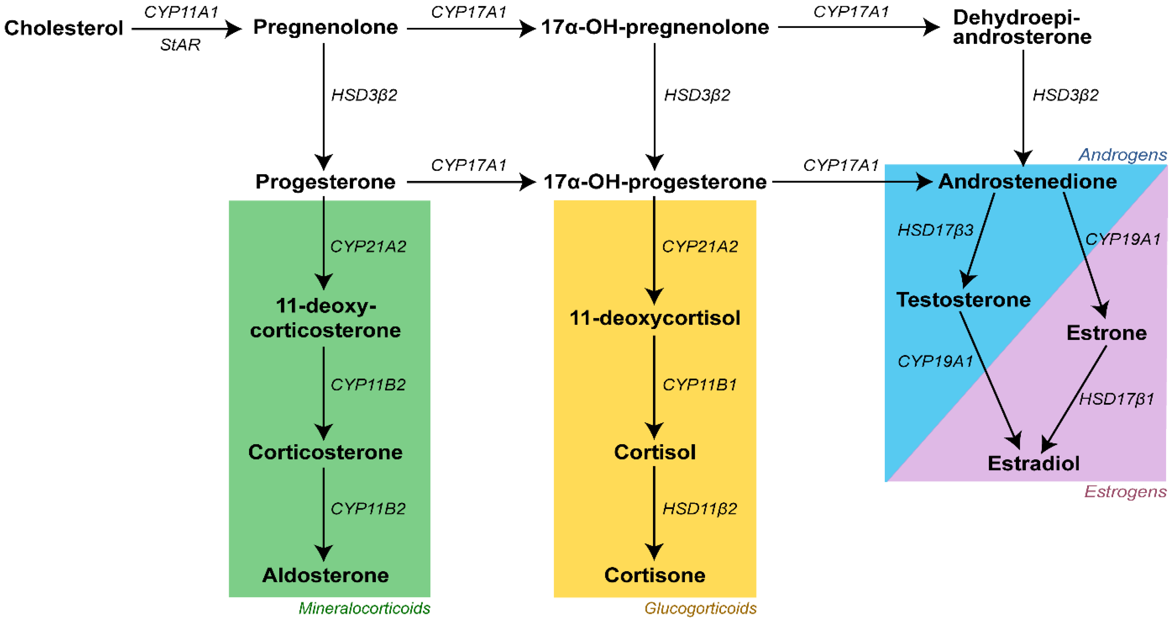 Adrenal Gland Hormones Synthesis