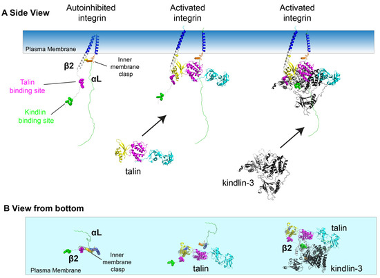 Structural Basis of β2 Integrin Inside—Out Activation