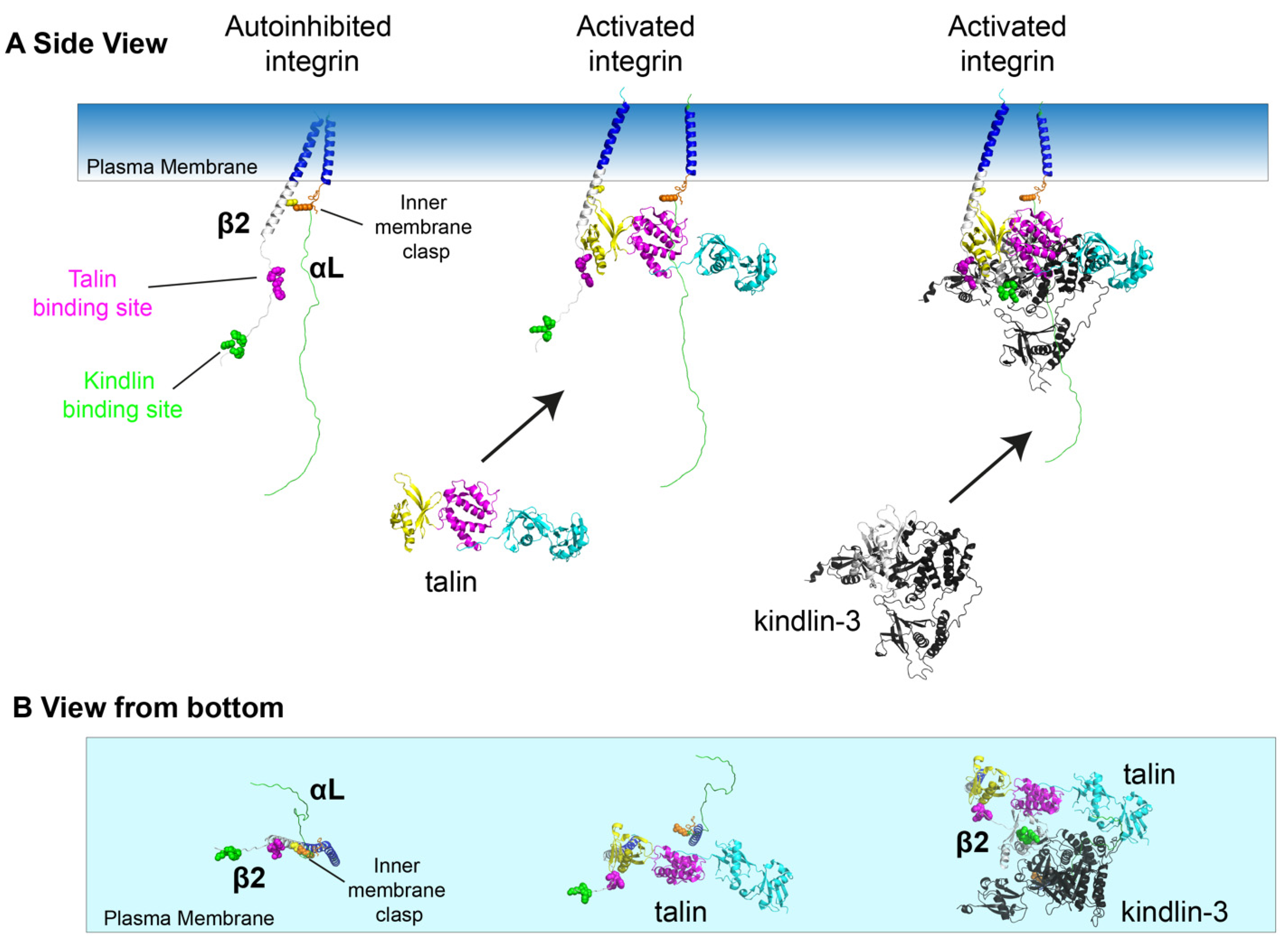 Structural Basis of β2 Integrin Inside—Out Activation