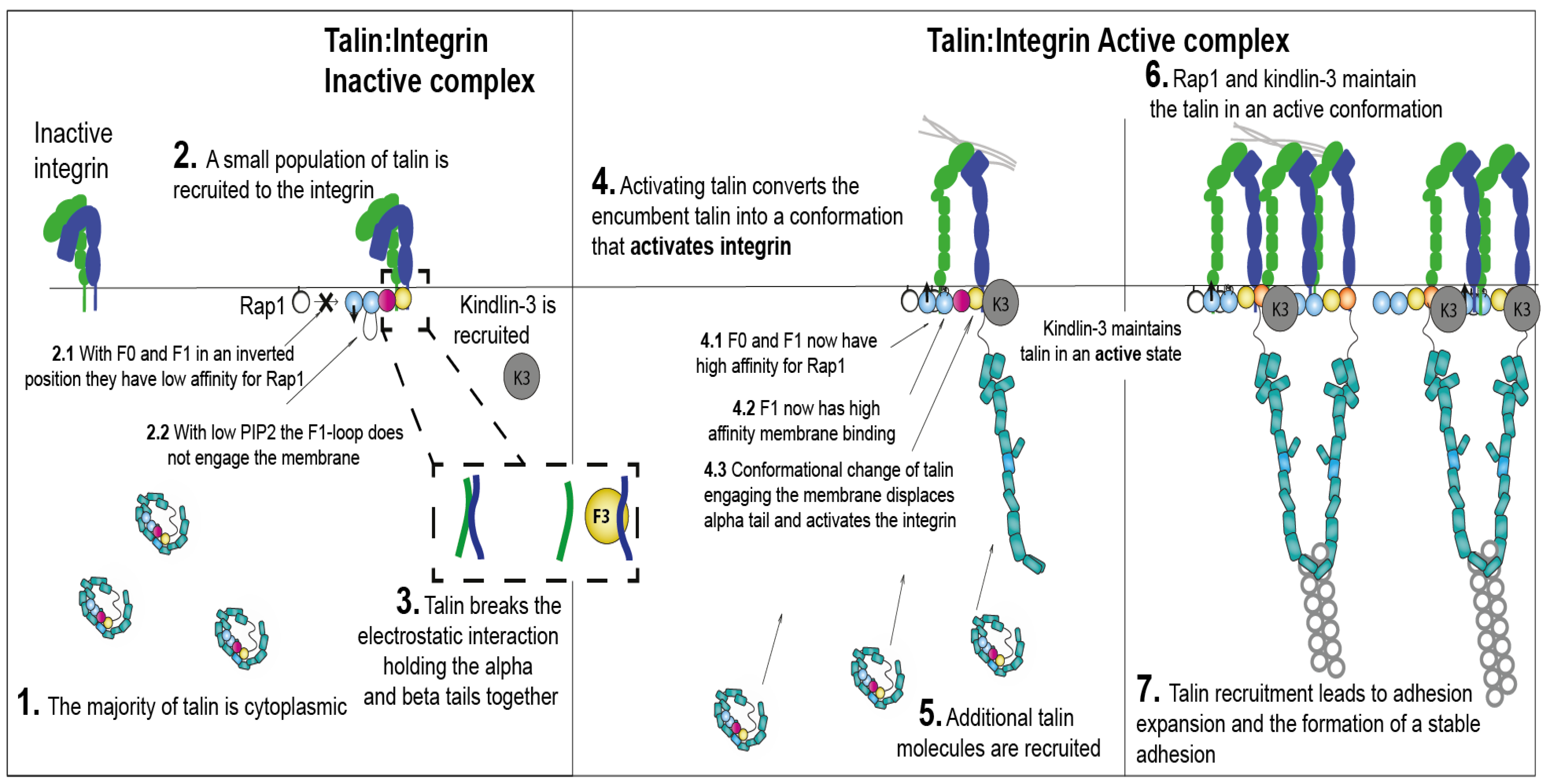 Structural Basis of β2 Integrin Inside—Out Activation